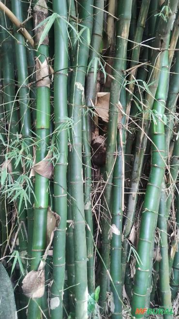 Bambu | Preço Venda Compra - MF Rural
