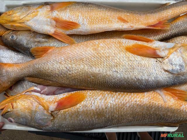 Peixe em São Luís MA | Preço Venda Compra - MF Rural