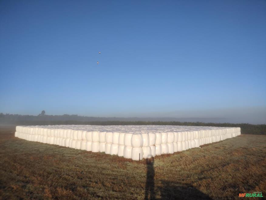 Feno E Pré Secado de Tifton em Aguaí SP à venda. Compre direto 803736