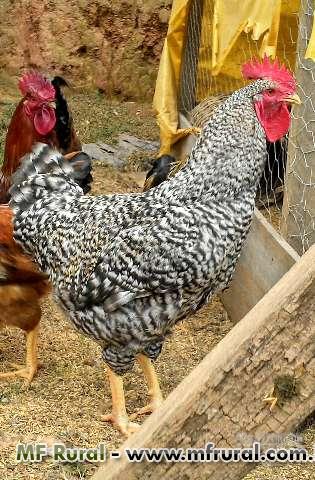 Pintinhos Rhodia | Preço Venda Compra - MF Rural