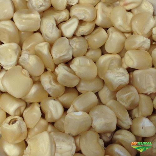 Milho Branco Para Canjica em Angatuba SP à venda. Compre direto 321796