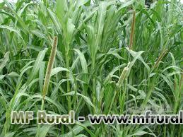 Milhete | Preço Venda Compra - MF Rural