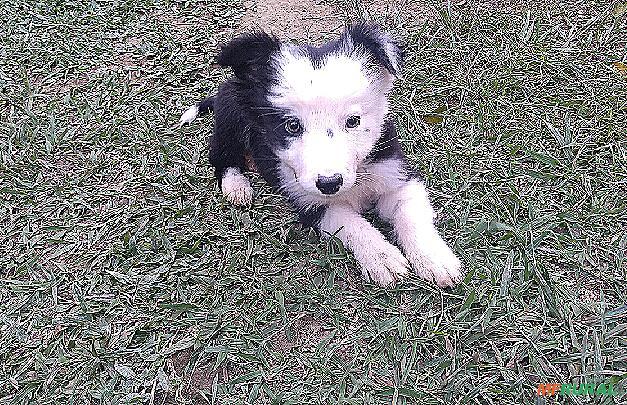 Border Collie Filhote | Preço Venda Compra - MF Rural