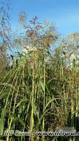Sementes Diversas no Mato Grosso à venda com preço
