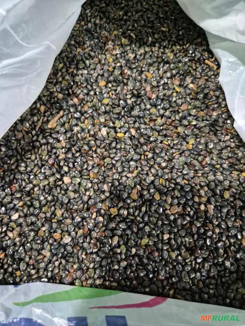 Semente Capim Sudao | Preço Venda Compra - MF Rural