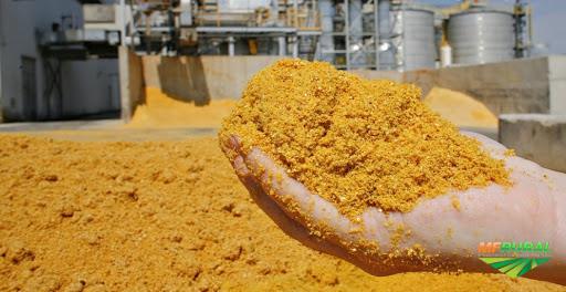 Ddg Milho | Preço Venda Compra - MF Rural