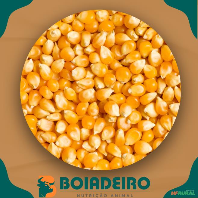 Milho no Mato Grosso para Nutrição Animal à venda com preço