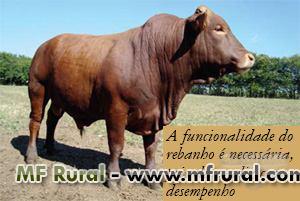 Bezerros Bonsmara | Preço Venda Compra - MF Rural