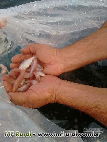 Lambari Rosa | Preço Venda Compra - MF Rural