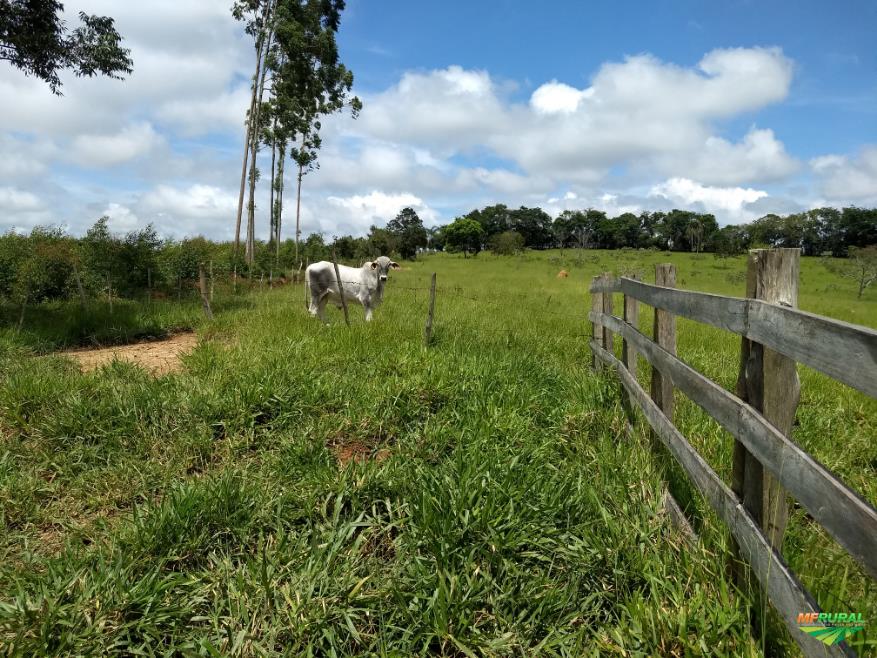 Bezerro Senepol | Preço Venda Compra - MF Rural