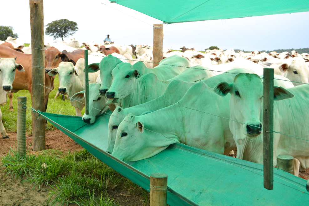 Cocho Para Gado em Teresina PI à venda. Compre direto do vendedor 606958