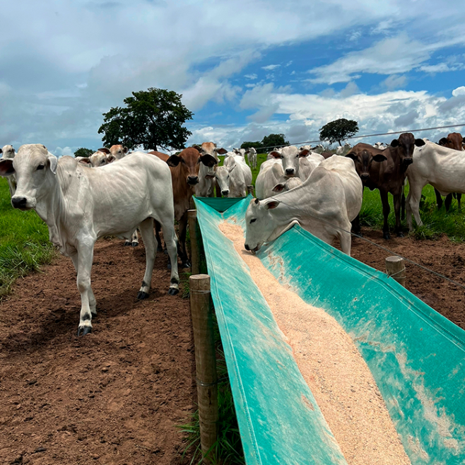 Cocho Confinamento Semi Confinamento Cocho Big Bag - Utensílios