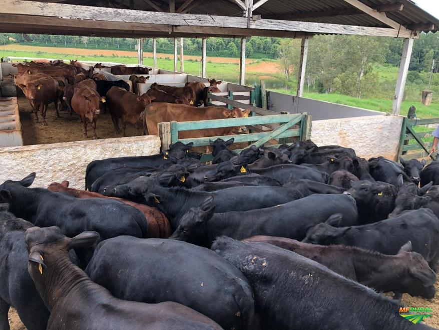 Angus à venda com preço Angus