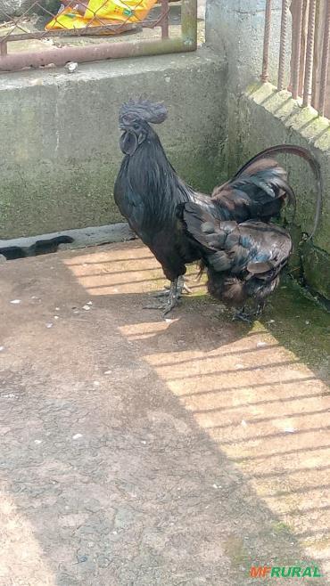 Galinha Ayam Cemani | Preço Venda Compra - MF Rural