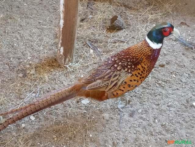 Faisão na Bahia à venda com preço