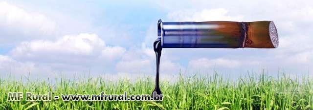 Melaço Liquido em Piracicaba SP à venda. Compre direto 42127