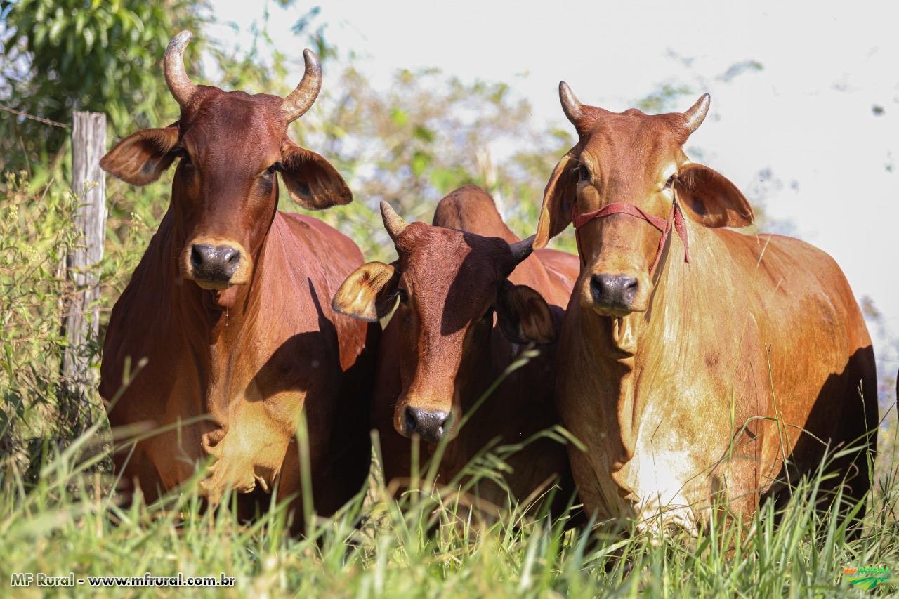 Gado Sindi | Preço Venda Compra - MF Rural