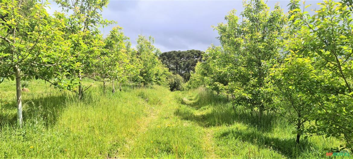 São Joaquim- Serra Catarinense -Sitio 30 Hectares Com Pomar de 646133