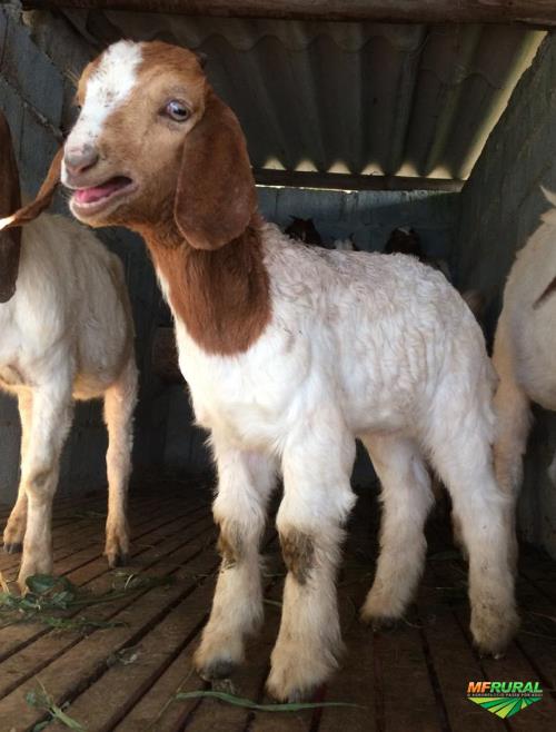 Cabrito de Raça Boer Legitimo Sem Registo Macho em Bragança 392019