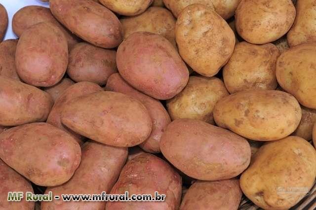 Batata Direto do Produtor em Contenda PR à venda. Compre direto 161676
