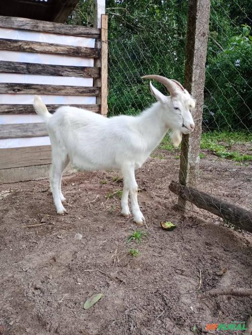 Bode da Raça Saanen em Viamão RS à venda. Compre direto 815924