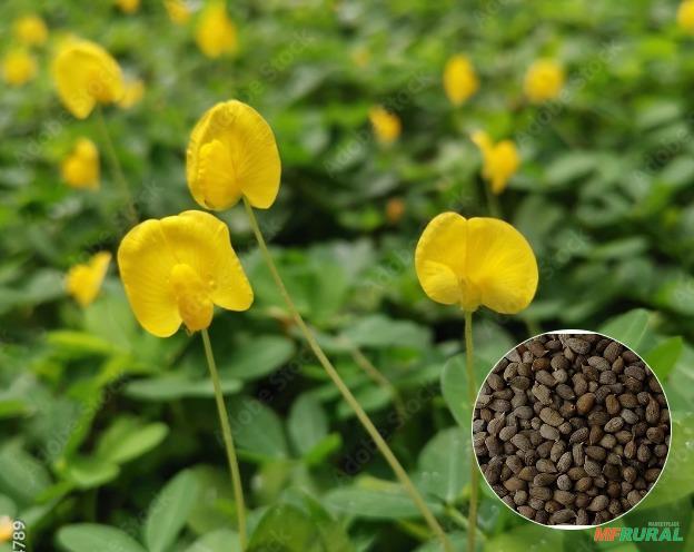 Mudas de Amendoim Forrageiro à venda com preço Amendoim