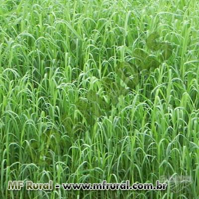 Sementes de Capim Vaquero em Muriaé MG à venda. Compre direto 149188