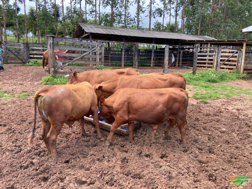Gado Senepol - "Po" A Venda em Uberlândia Mg. em Uberlândia MG à 340214