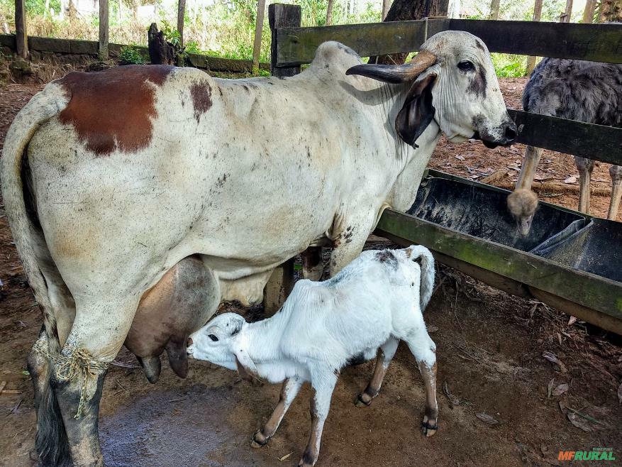 Vacas Gir | Preço Venda Compra - MF Rural