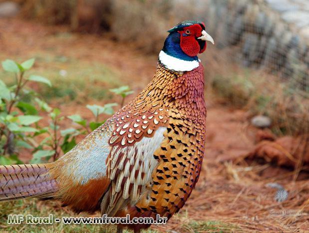 Vendas Ave em Minas Gerais | Preço Venda Compra - MF Rural