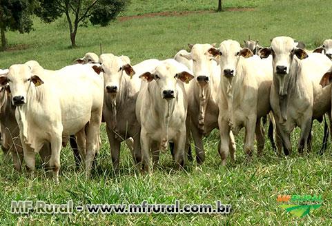 Curso Online Terminação de Bovinos em Pasto em Viçosa MG à 398541