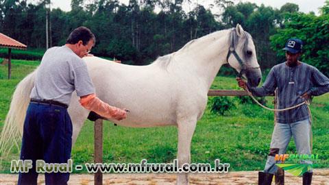 Cavalos Reprodutores | Preço Venda Compra - MF Rural