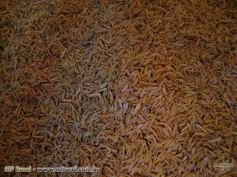 Casca Arroz | Preço Venda Compra - MF Rural