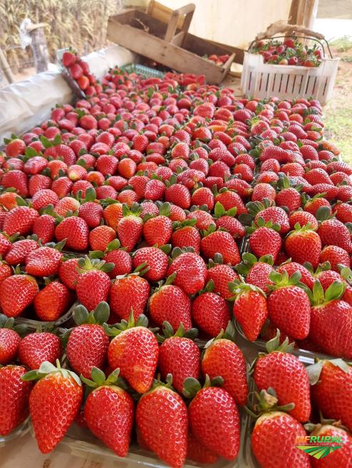 Morangos Colhidos Diariamente em Pouso Alegre MG à venda. Compre 370221