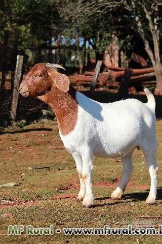Cabritos Boer em Londrina PR à venda. Compre direto do vendedor 59015