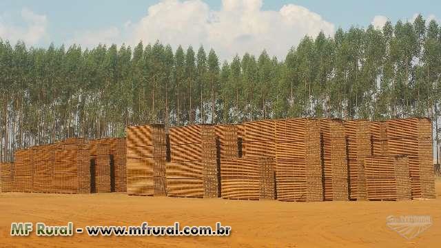 Madeira Ipe | Preço Venda Compra - MF Rural