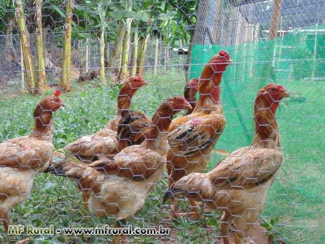 Indio Gigante Sp | Preço Venda Compra - MF Rural