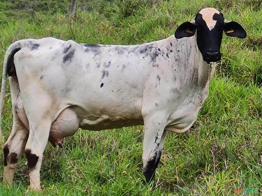 Vacas Bezerra | Preço Venda Compra - MF Rural