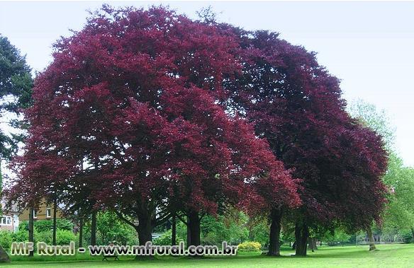Sementes de Faia Roxa, Faia Purpurea, Faia Bronze, Fagus 207711