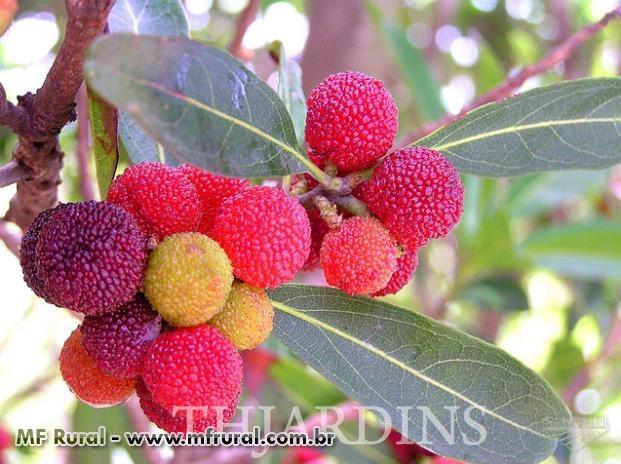 Sementes de Morango Chinês Yangmei, Bayberry Chinês, Myrica 208910
