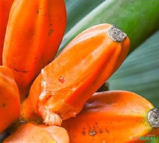 Musa Banana | Preço Venda Compra - MF Rural
