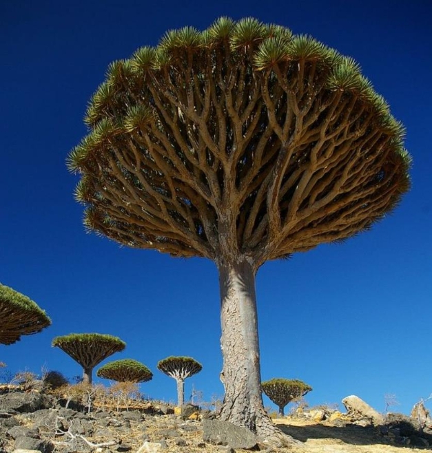 Sementes Frescas de Dracaena Draco, Árvore do Dragão, Dragoeiro, 435930