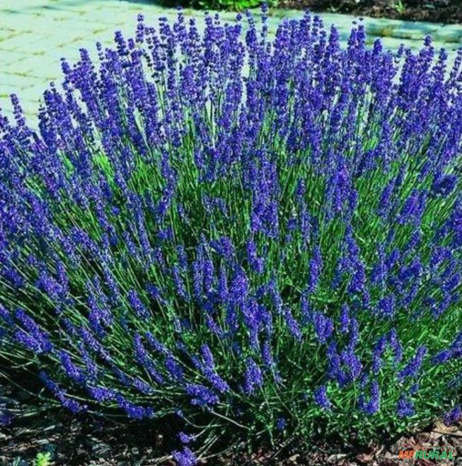 Lavanda Inglesa Venda de Lavanda Inglesa Preço Lavanda Inglesa