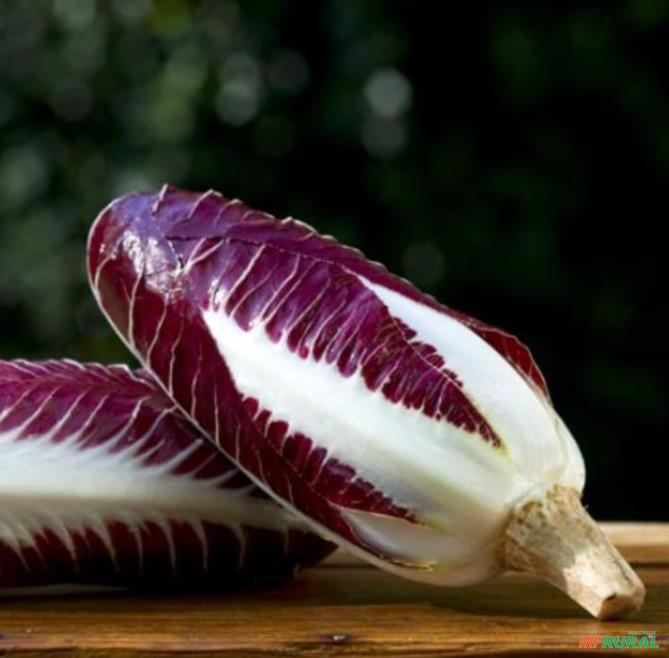 Sementes Frescas Endívia Italiana - Cichorium Intybus Rossa di 437782