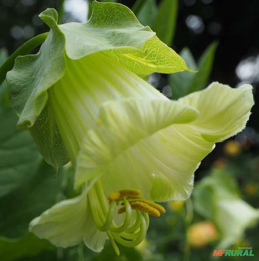 Sementes Frescas Cobaea Scandens Mix Alba E Blue - Trepadeira 438678