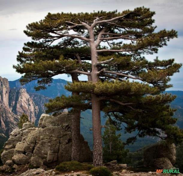 Sementes de Pinus Nigra Ssp Laricio - Pinheiro Negro da Córsega, 439506
