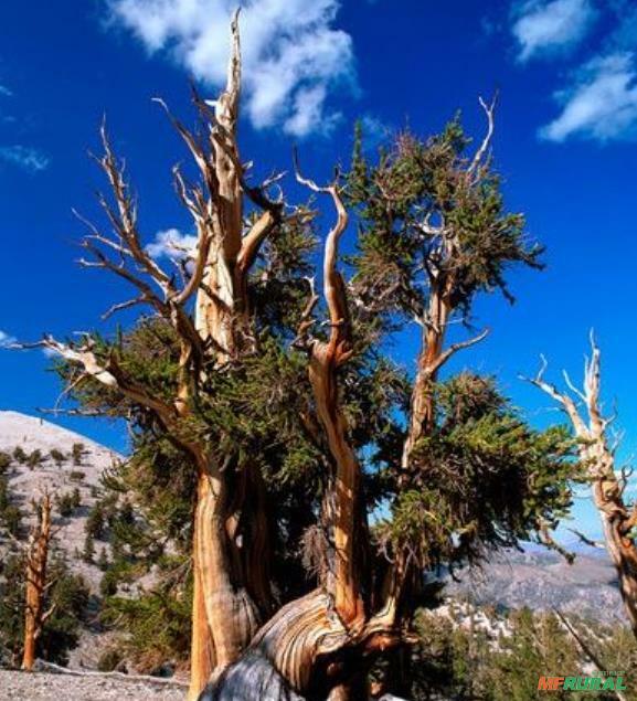 Sementes Frescas Pinus Aristata Pinus Bristlecone Bonsai, 439535