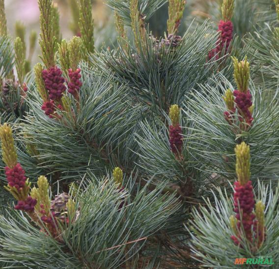 Semente De Pinheiro Plantar Pinus Vale A Pena? Como Conseguir Sementes