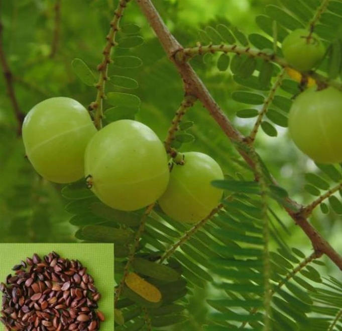 Fruto Groselha Indiana Amla | Preço Venda Compra - MF Rural