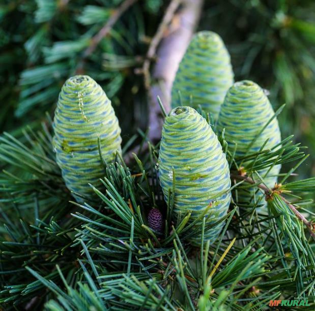 Sementes Frescas Cedrus Deodara - Cedro do Himalaya Madeireira 442533